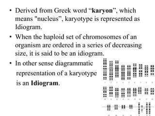 Ppt on karyotyping, chromosome banding and chromosome painting. | PPTX ...