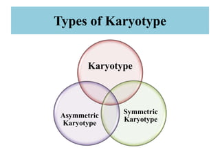 Ppt on karyotyping, chromosome banding and chromosome painting. | PPTX