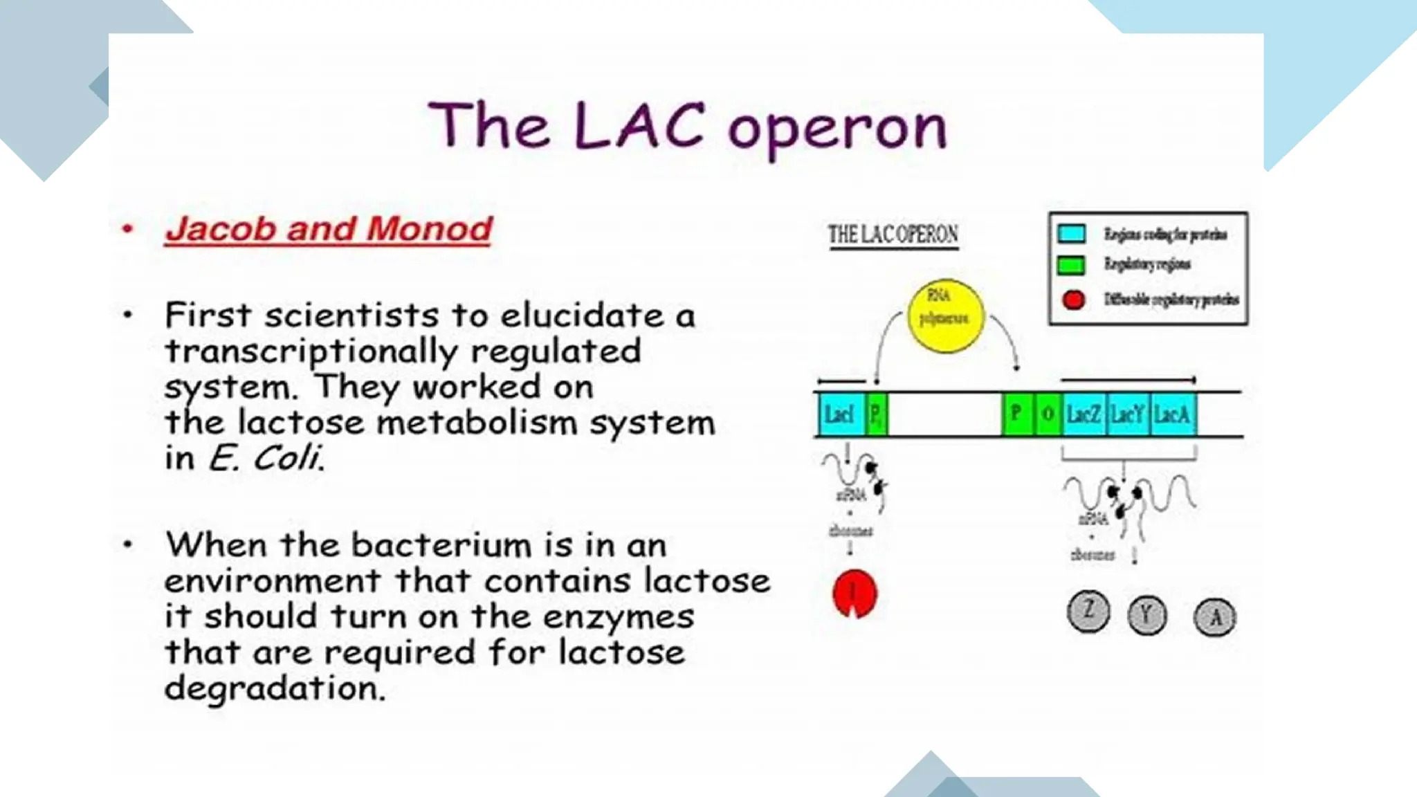 PPT ON lac Operon on E. coli and questions on it.pptx