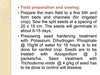 Production technology of leafy vegetable | PPTX