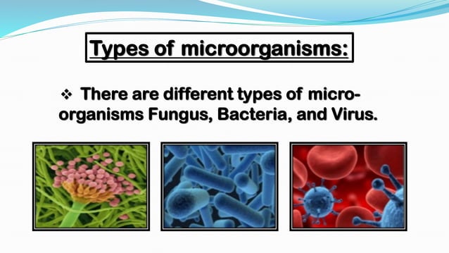 Ppt on micro organsims 1 | PPT