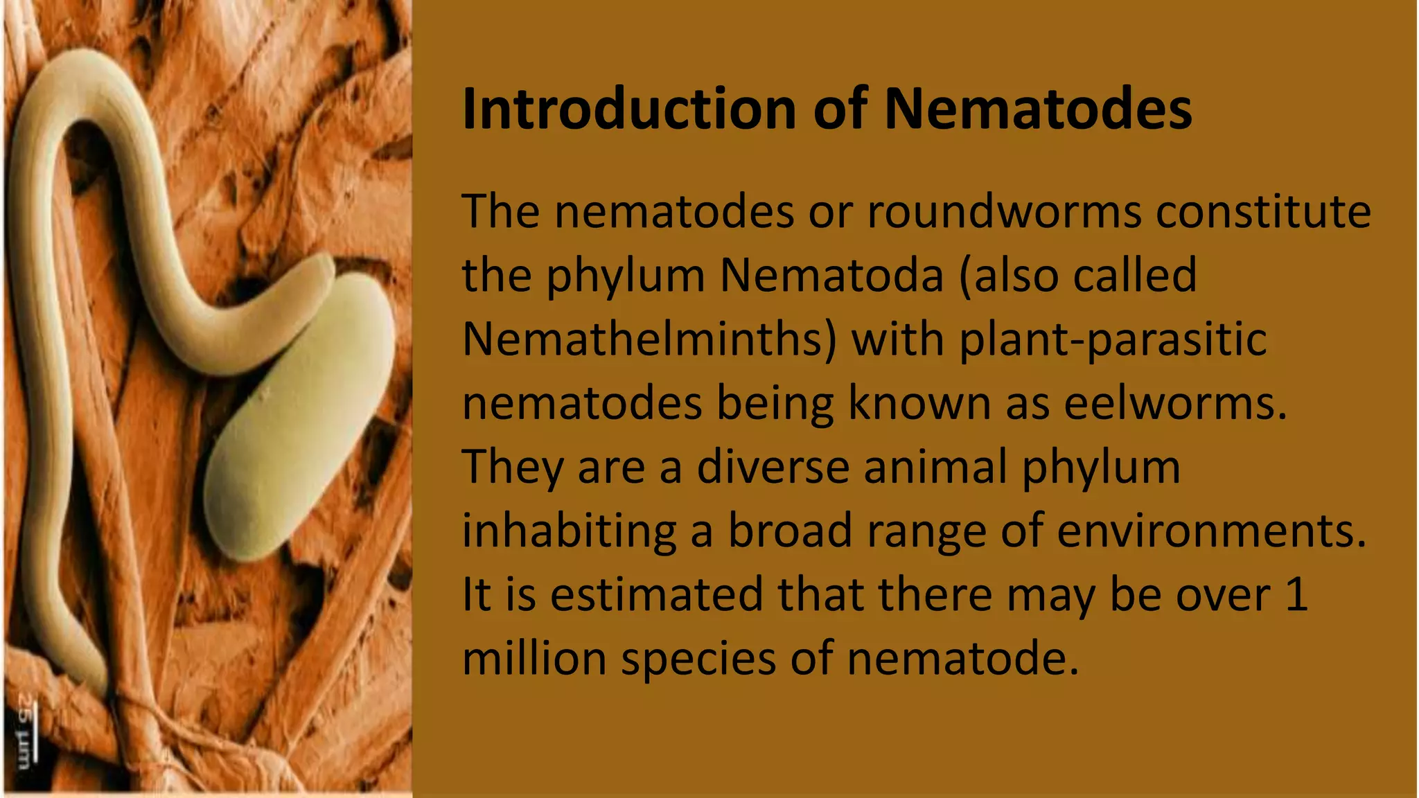 Nematodes. | PPTX