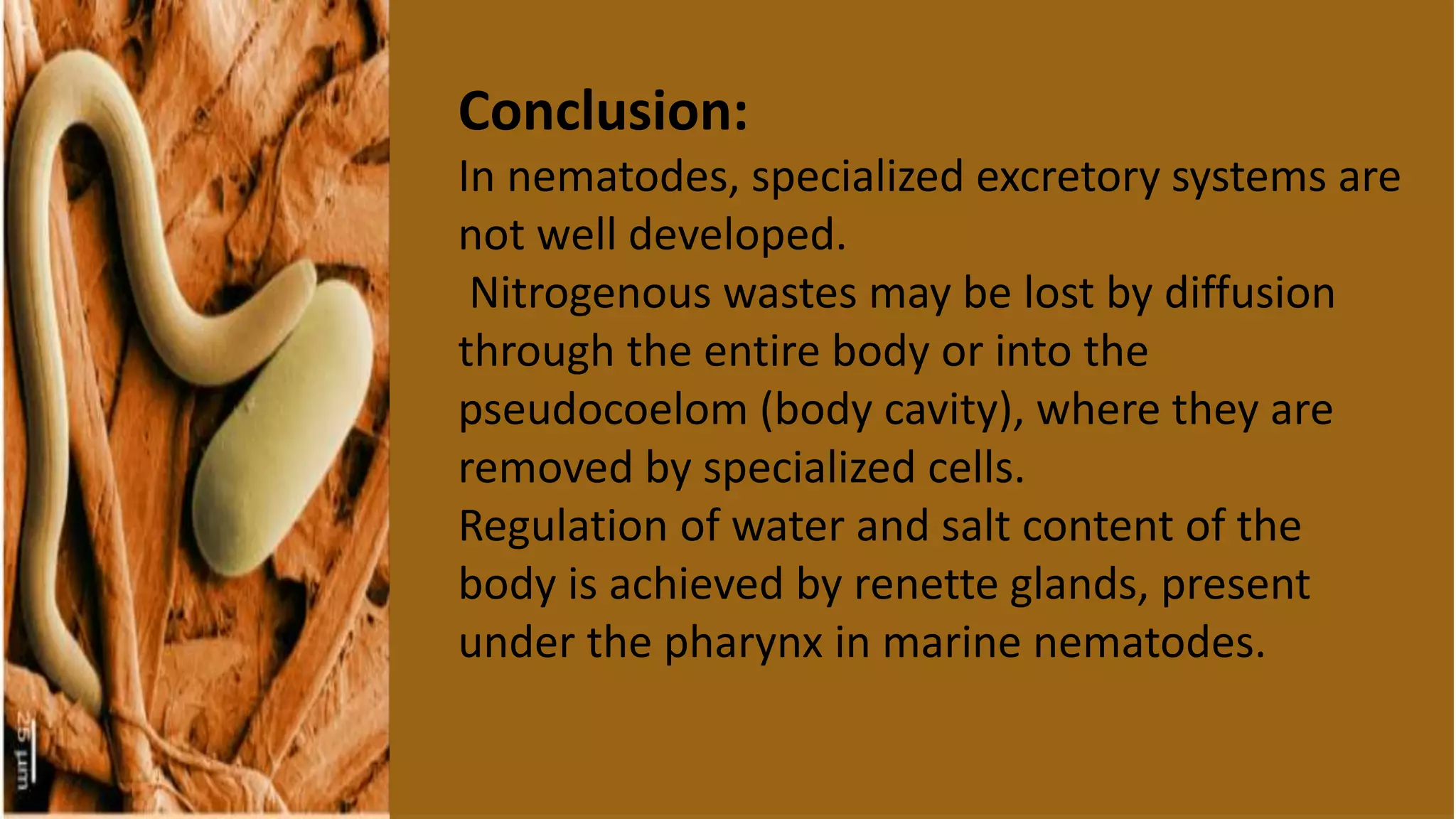 Nematodes. | PPT