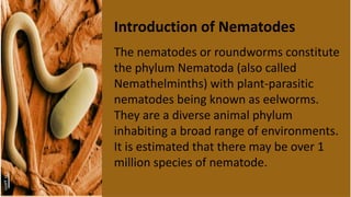 Nematodes. | PPTX