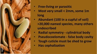 Nematodes. | PPTX