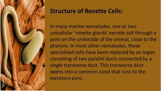 Roundworms Excretion