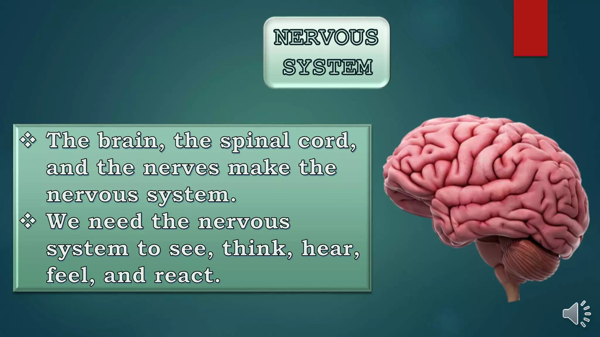 PPT on Our Body Class-3.pptx