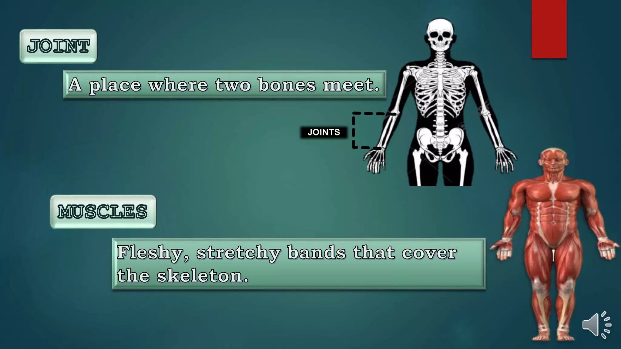 PPT on Our Body Class-3.pptx