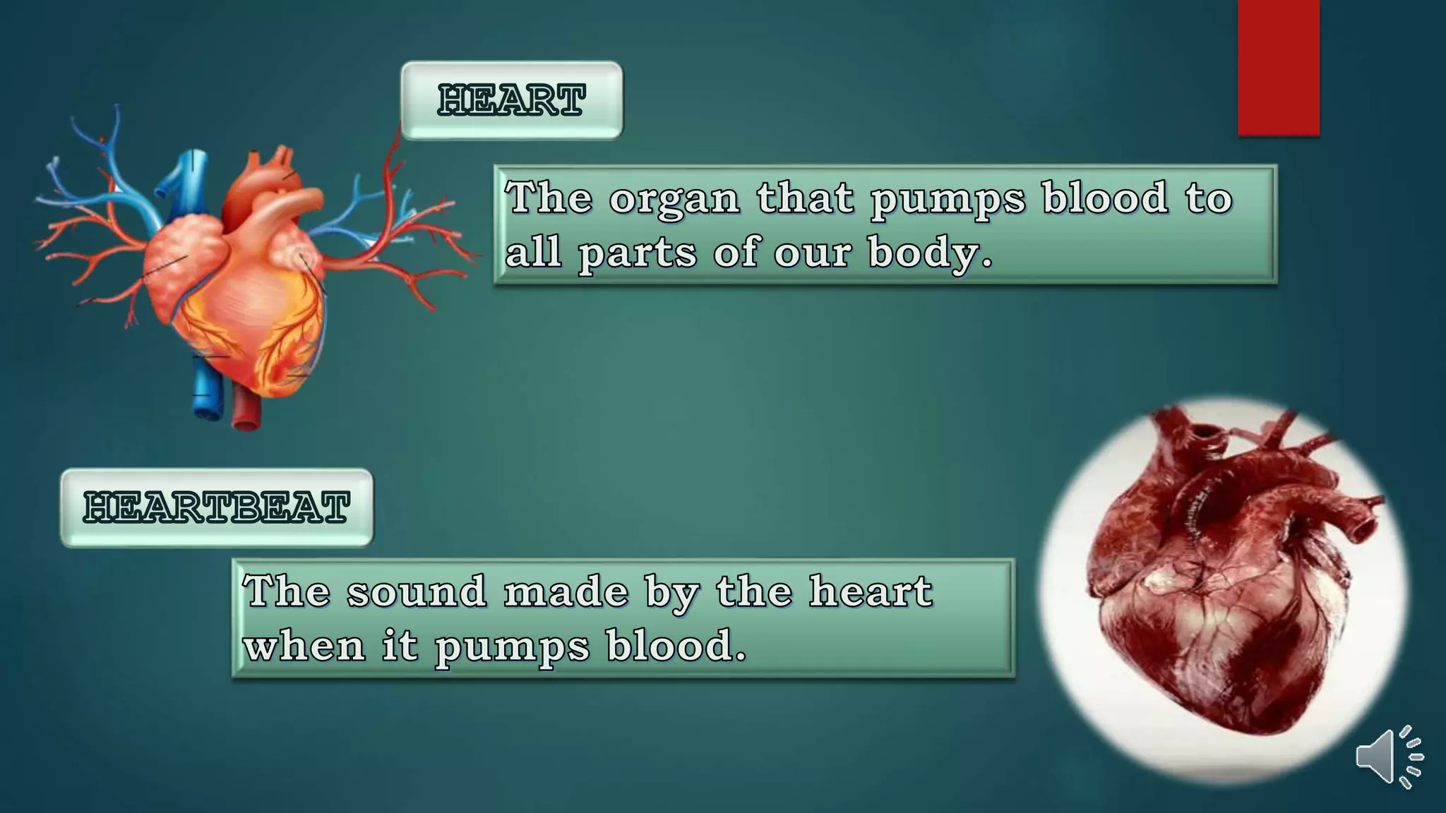 PPT on Our Body Class-3.pptx