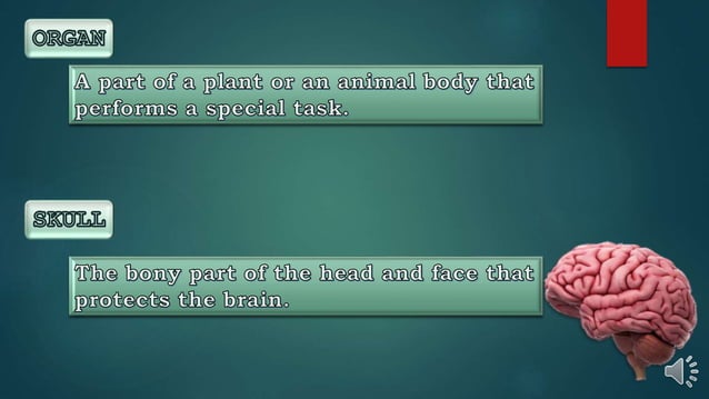 PPT on Our Body Class-3.pptx