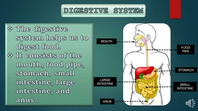 PPT on Our Body Class-3.pptx