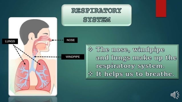PPT on Our Body Class-3.pptx