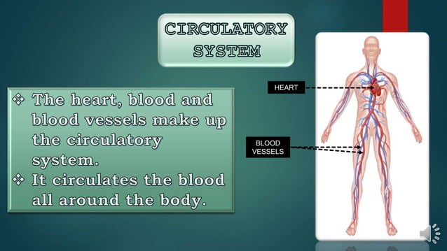 PPT on Our Body Class-3.pptx