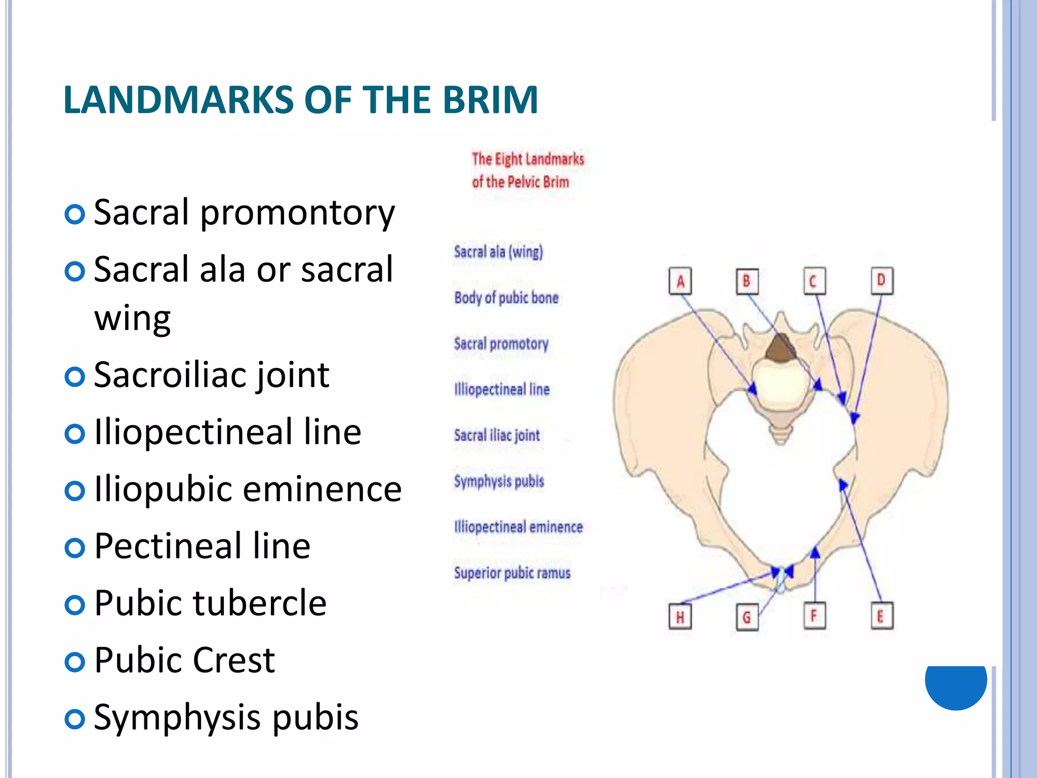 Ppt on pelvis | PPTX