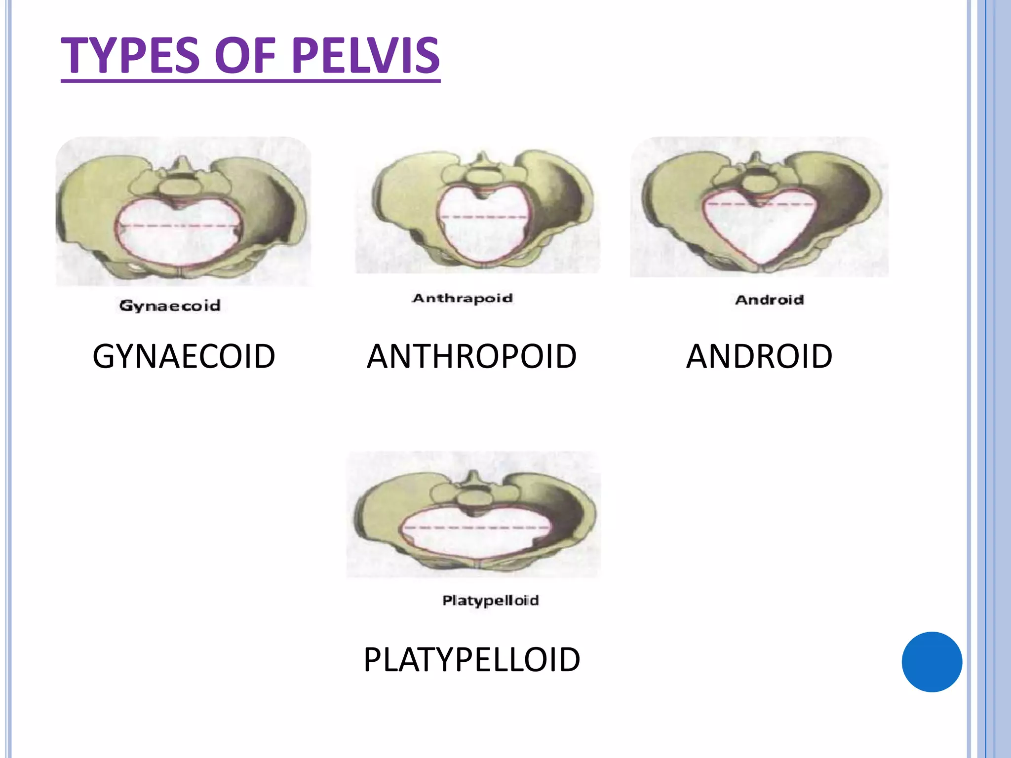 Ppt on pelvis | PPTX