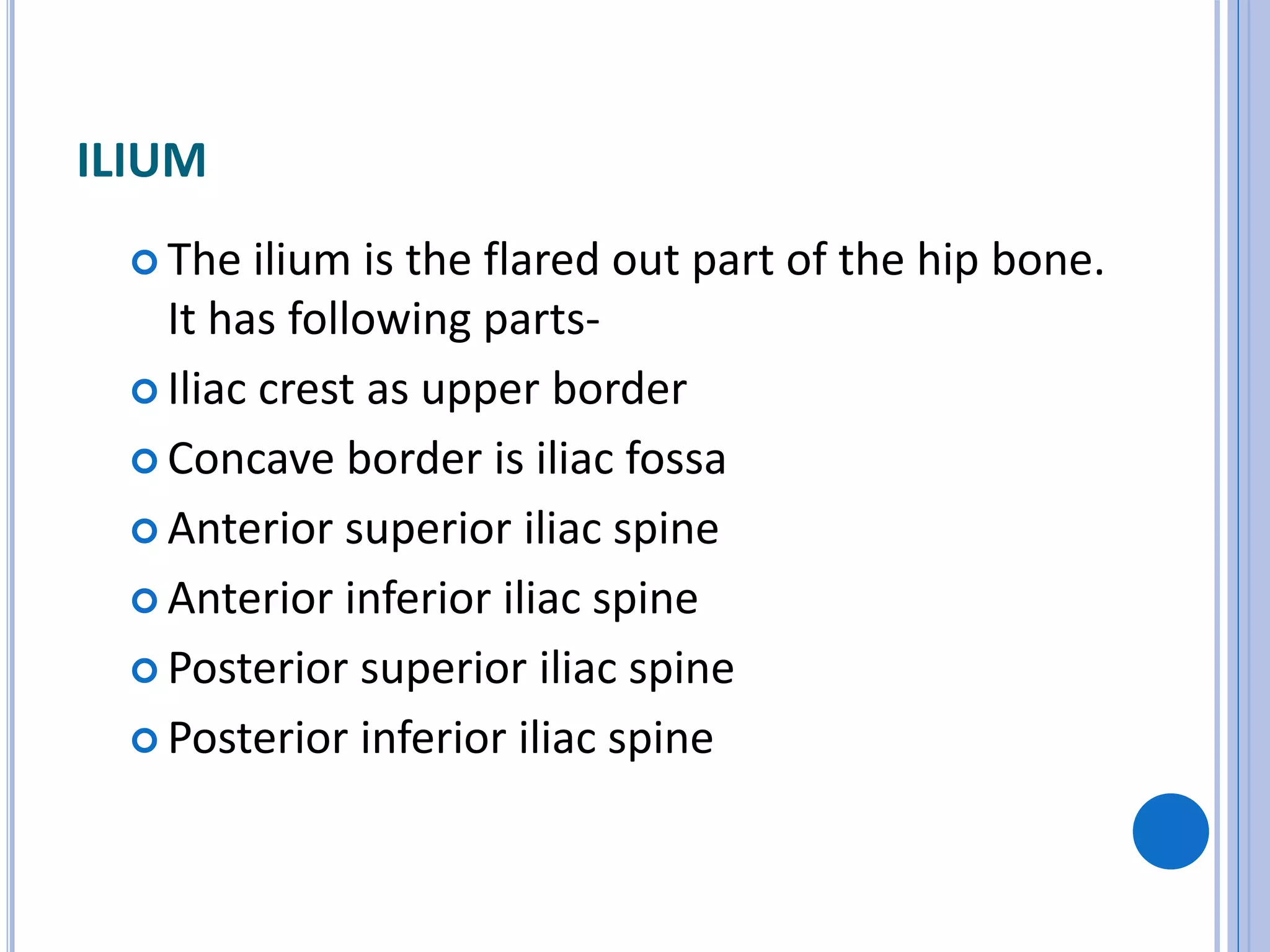 Ppt on pelvis | PPTX