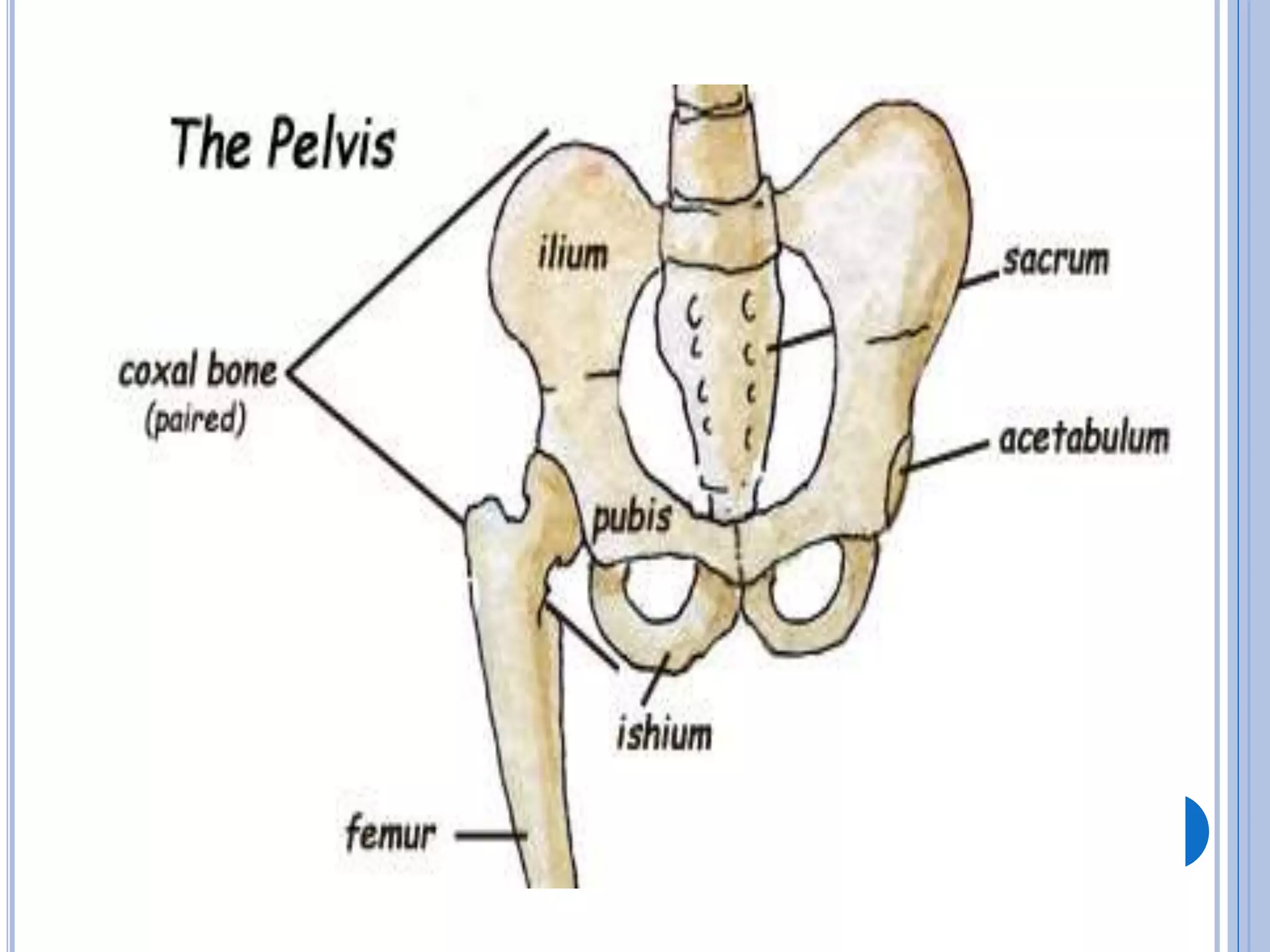 Ppt on pelvis | PPTX