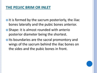 Ppt on pelvis | PPTX