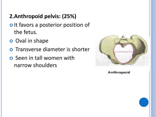 Ppt on pelvis | PPTX | Pregnancy | Reproductive Health