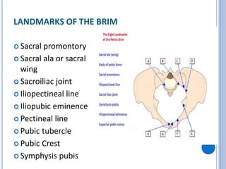 True Pelvis Landmarks