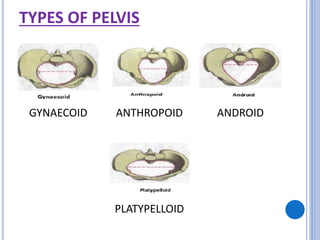 Types Of Pelvis