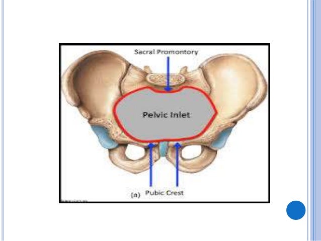 Pelvic Cavity Shape