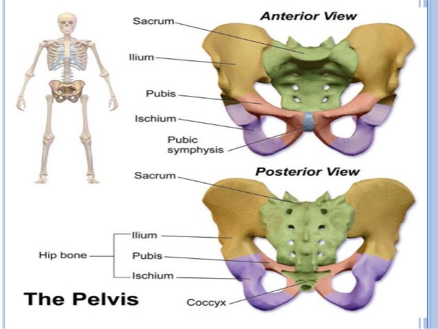 Ppt On Pelvis Ppt On Pelvis