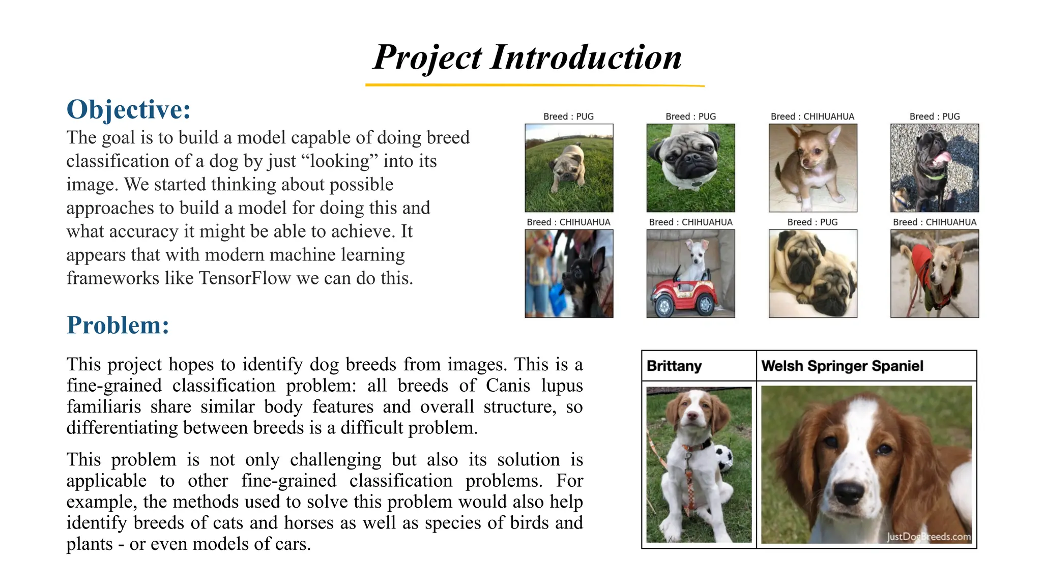 ppt on the pet identification sem4.pptx