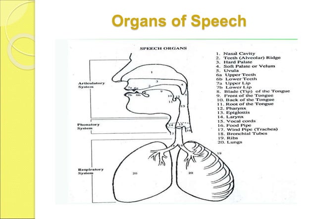 Phonetics - Part 1 | PPT | Free Download