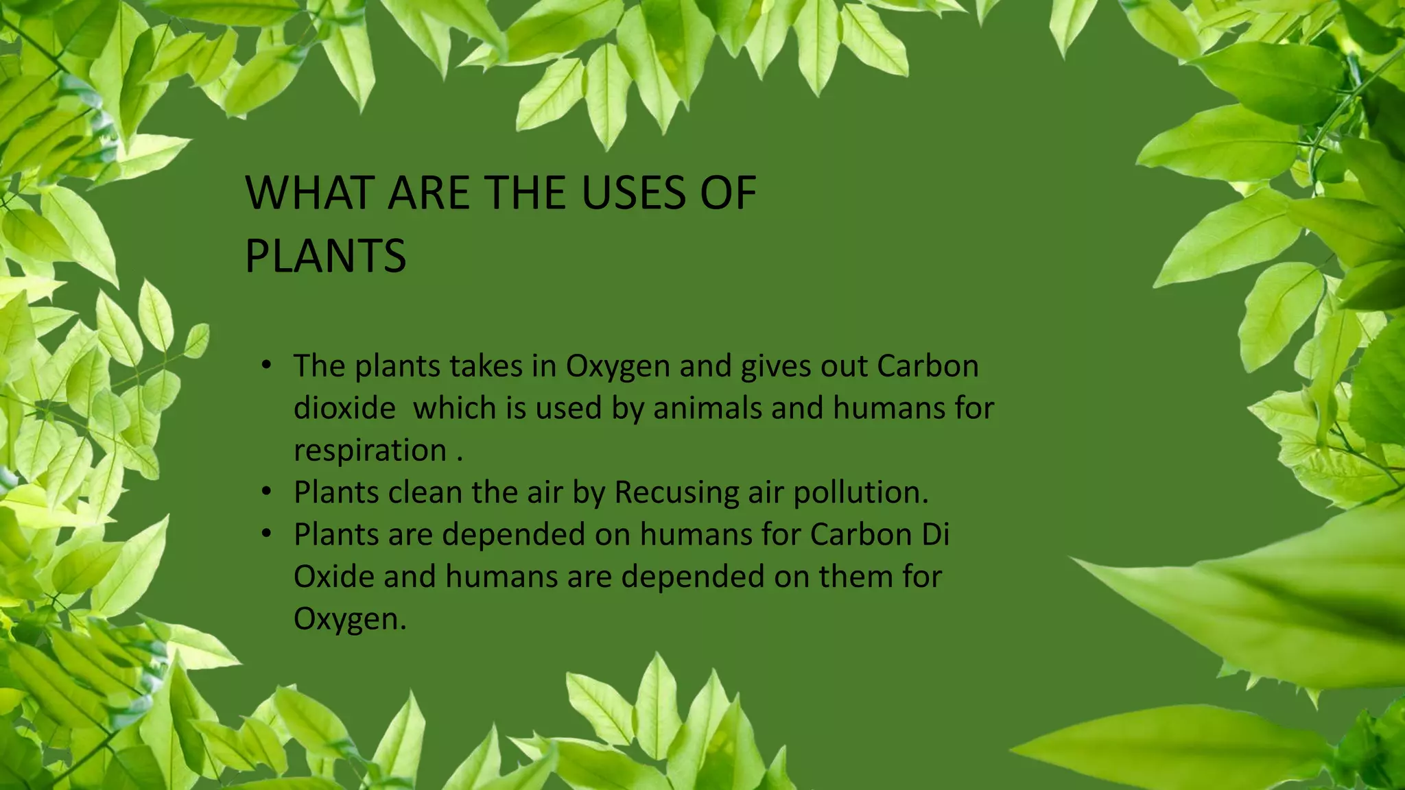 ppt on PLANTS.pptx