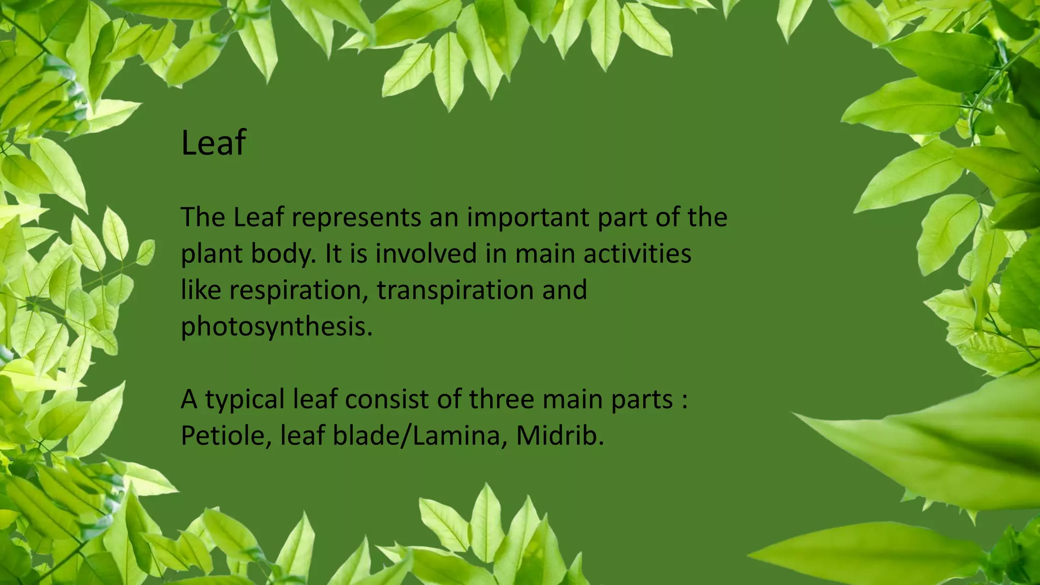 ppt on PLANTS.pptx