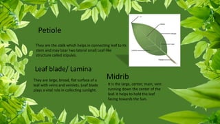 ppt on PLANTS.pptx