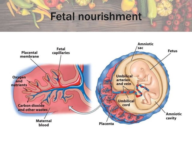 Ppt on prenatal nutrition and food allergies | PPTX | Pregnancy ...
