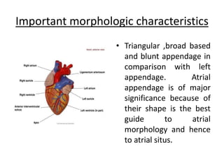 Right ATRIUM.pptx