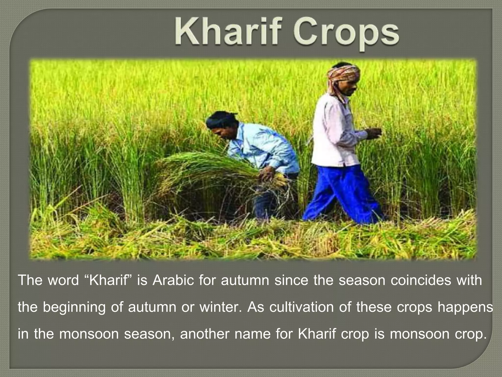 Seasonal Crop Varieties.pptx