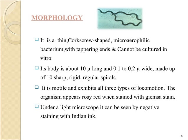 Syphilis | PPT | Infectious Diseases | Diseases and Conditions