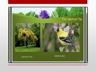 the laburnum top | PPT