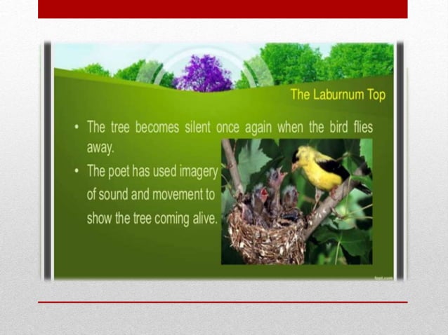 the laburnum top | PPT