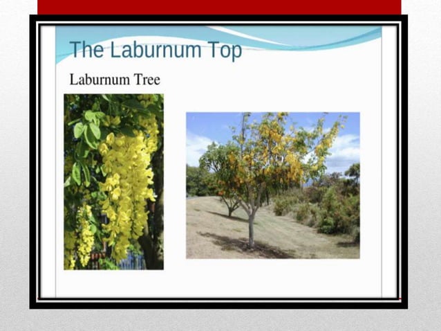 the laburnum top | PPT