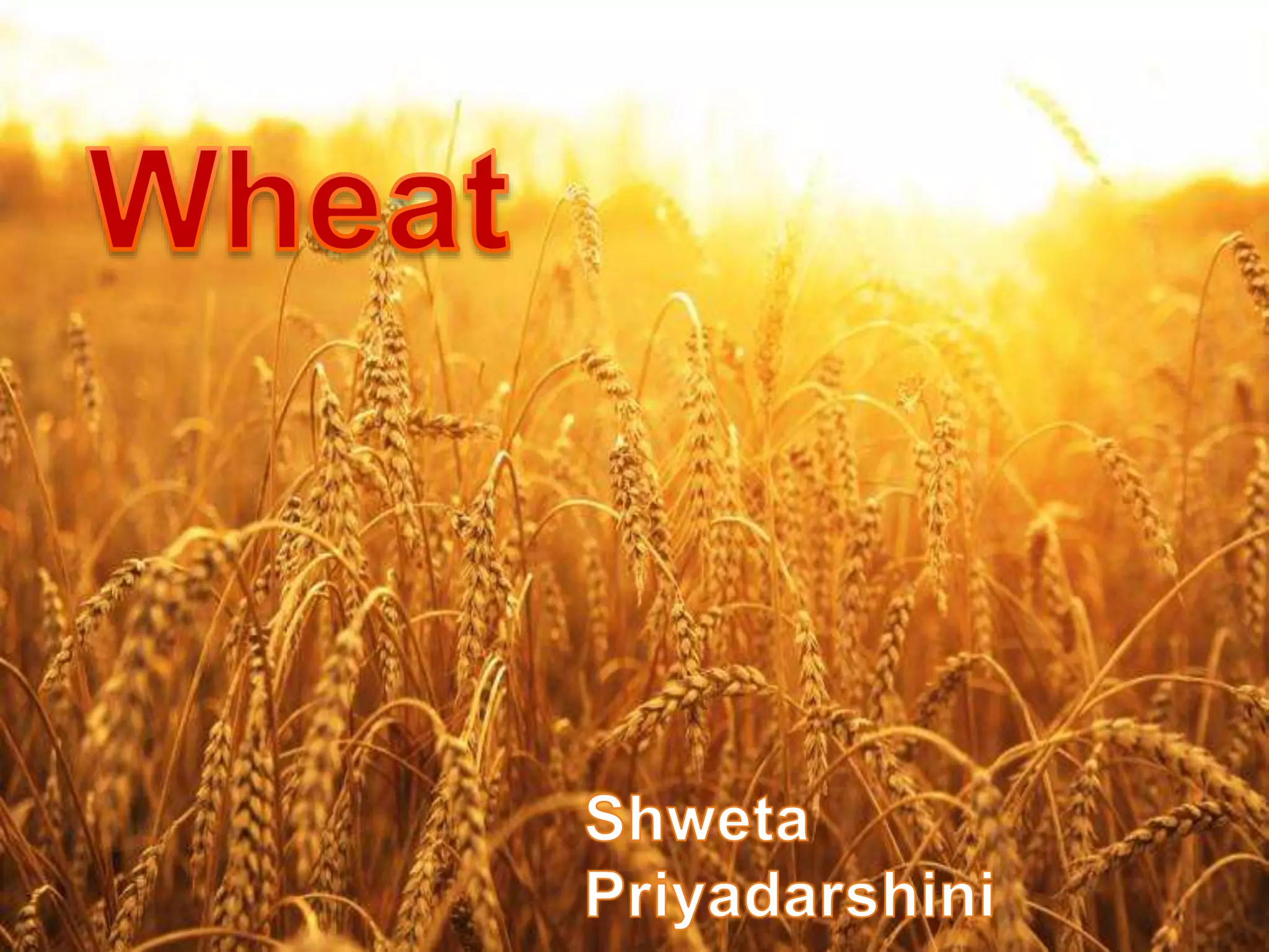 Wheat and its byproducts - Health benefits and application in food ...