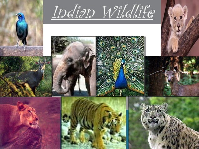 Ppt on wildlife by aryan sehdev | PPT | Large Animals | Pets