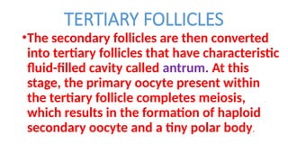 PPT OOGENESIS PROCESS TAKE PLACE IN HUMAN FEMALE.pptx