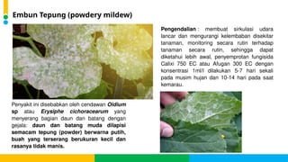 PPT Organisme Pengganggu Tumbuhan pada tanaman Melon TaufikNH Fix.pptx