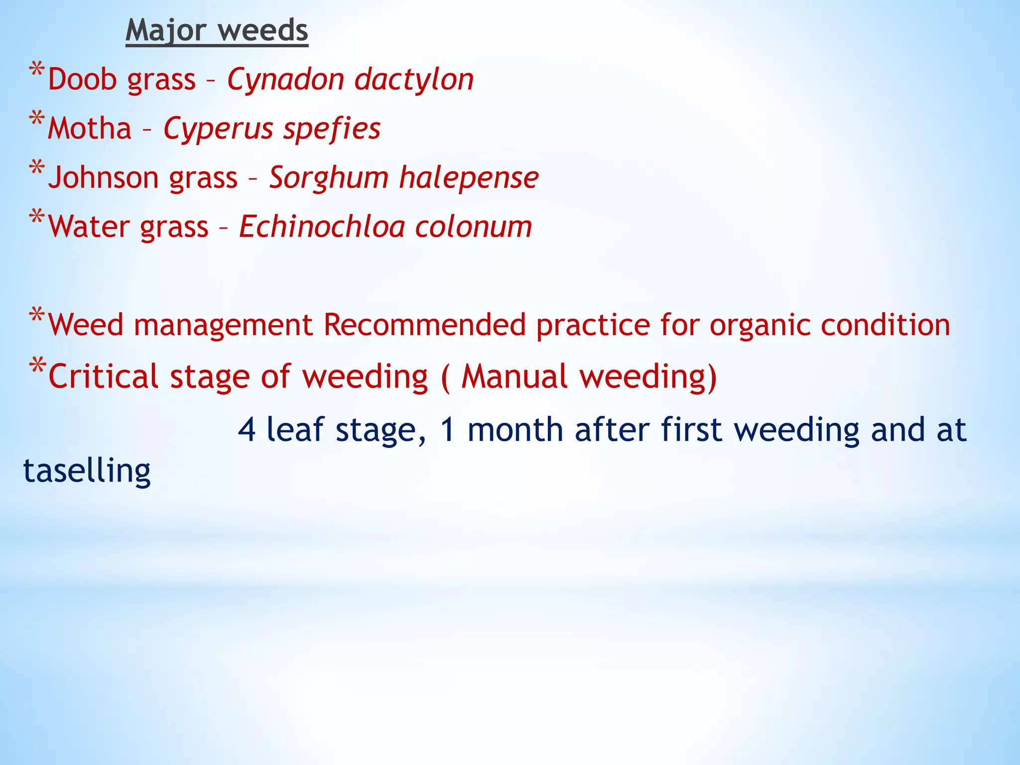 Organic agriculture packages and practices for maize | PPTX