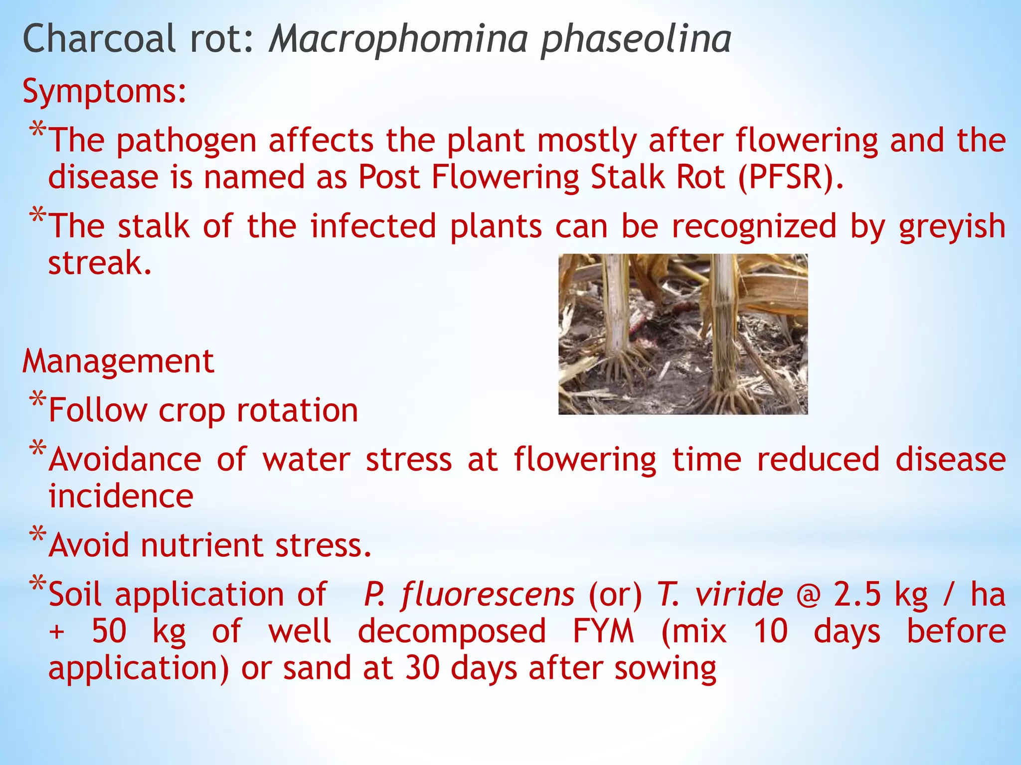 Organic agriculture packages and practices for maize | PPTX