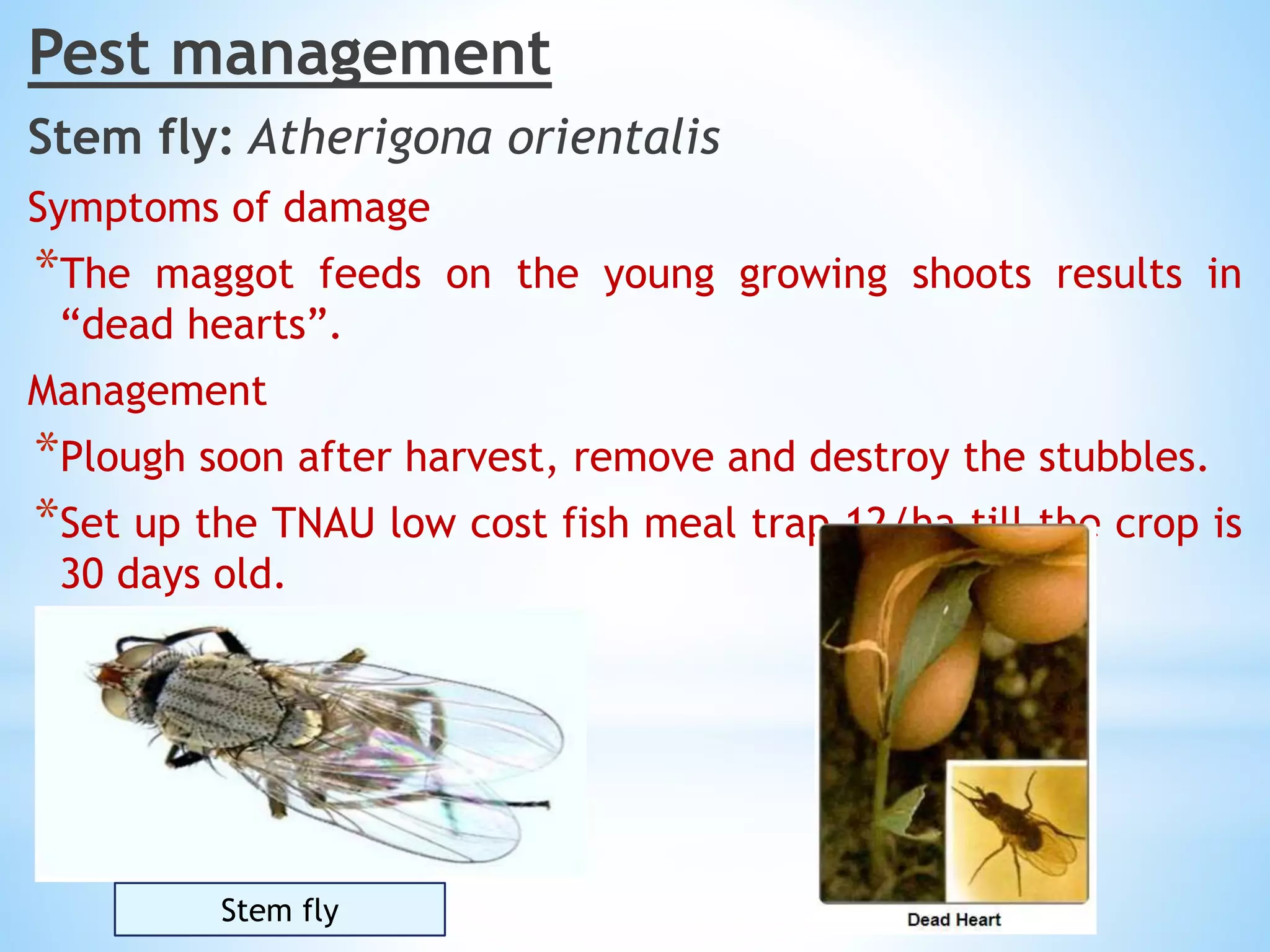 Organic agriculture packages and practices for maize | PPTX