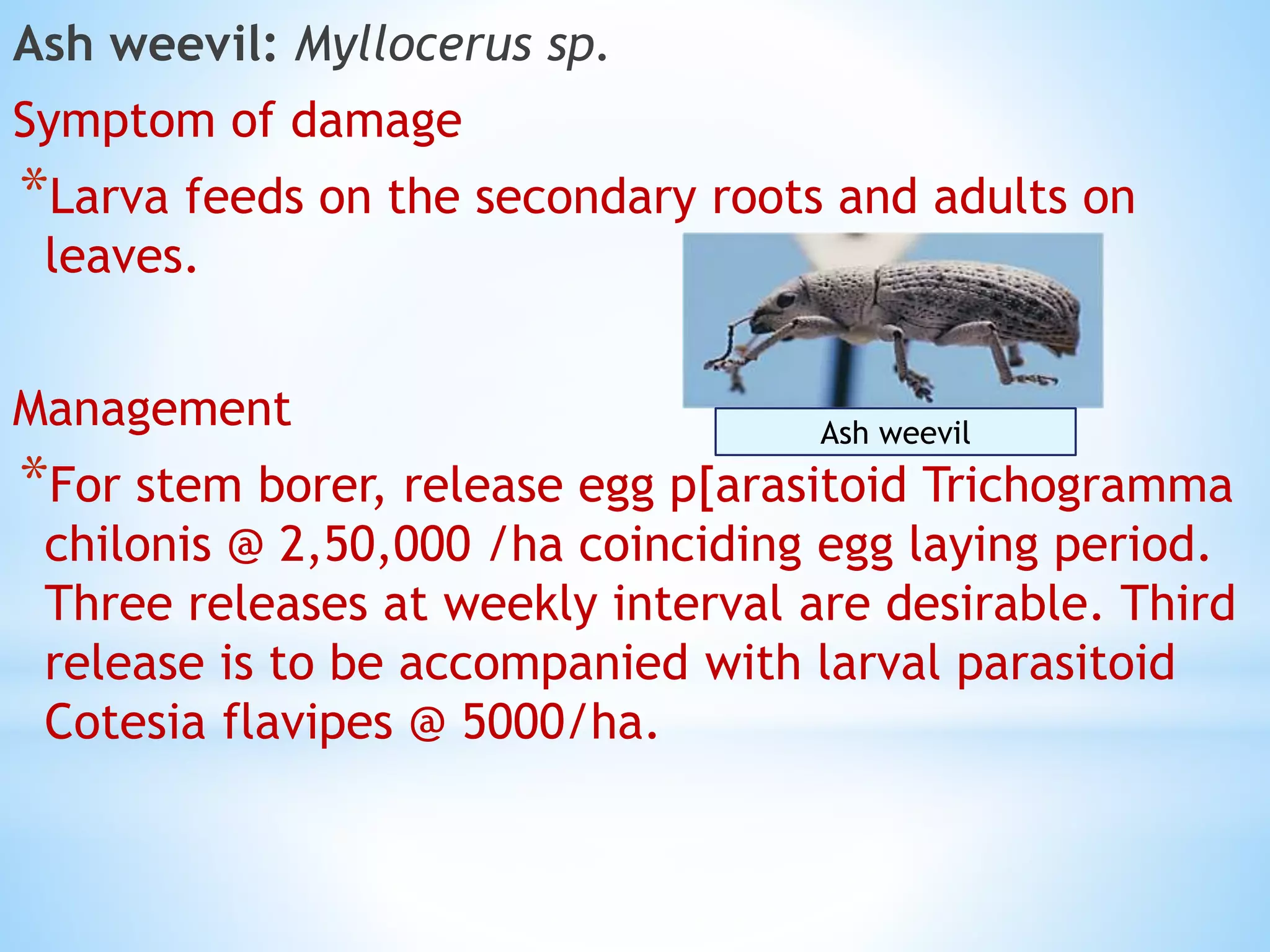 Organic agriculture packages and practices for maize | PPTX