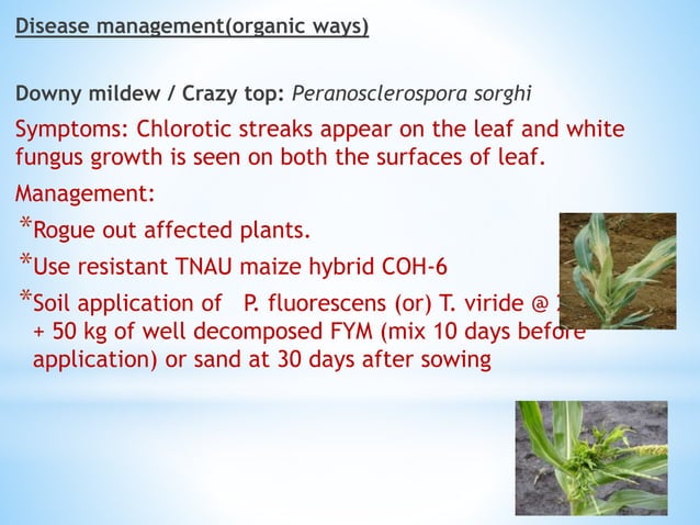 Organic agriculture packages and practices for maize | PPTX | Agriculture | Industries