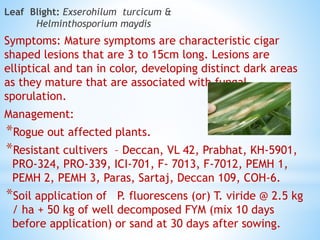 Organic agriculture packages and practices for maize | PPTX