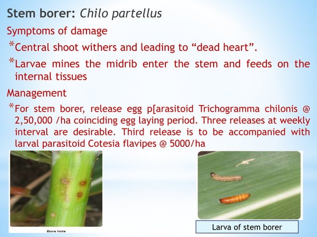 Organic agriculture packages and practices for maize | PPTX | Agriculture | Industries